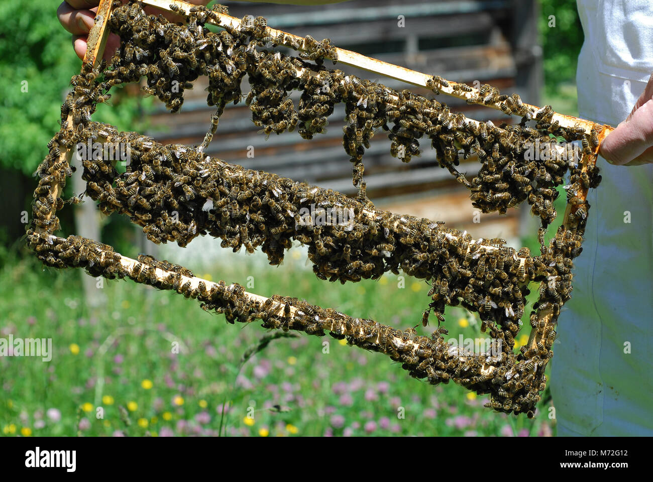 Queen rearing 7 Stock Photo - Alamy