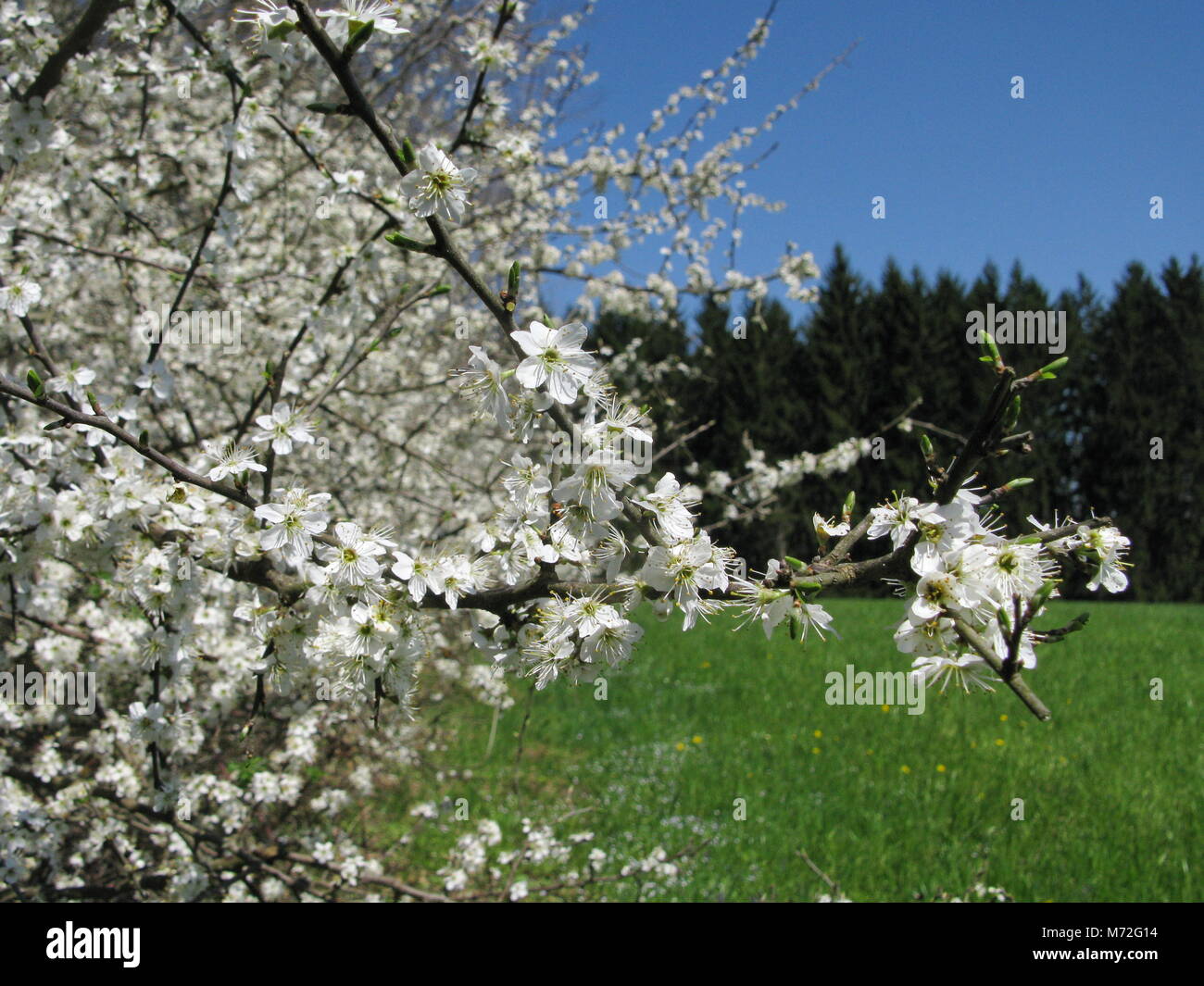 quinces blossom 6 Stock Photo - Alamy