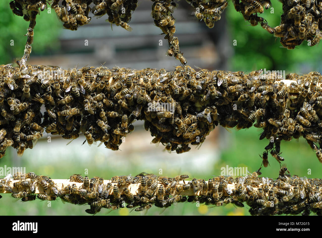 Queen rearing 6 Stock Photo - Alamy
