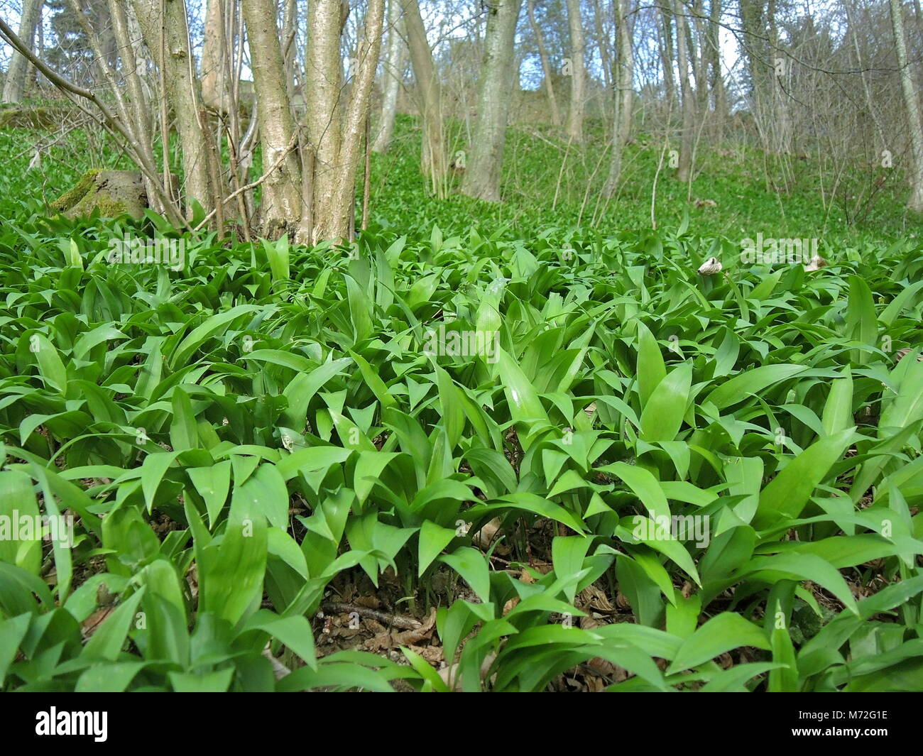 Ramson crop hi-res stock photography and images - Alamy