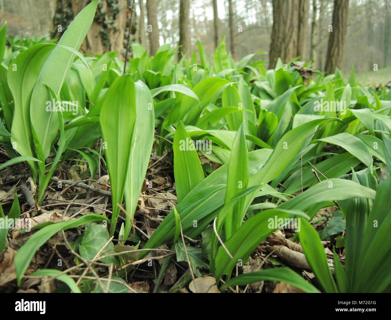 Ramson crop hi-res stock photography and images - Alamy