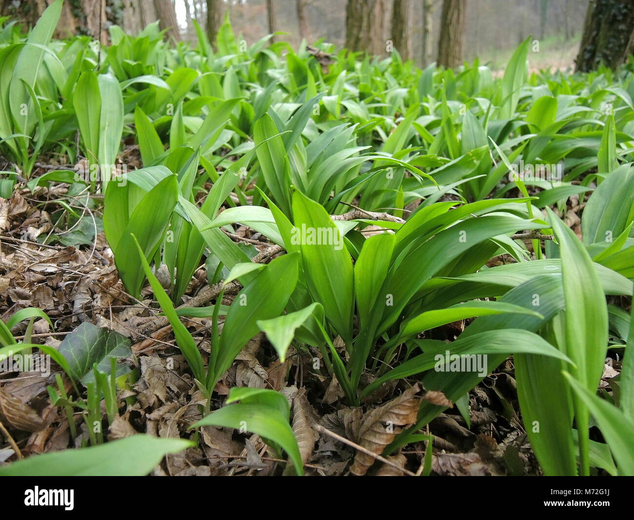 Ramson crop hi-res stock photography and images - Alamy