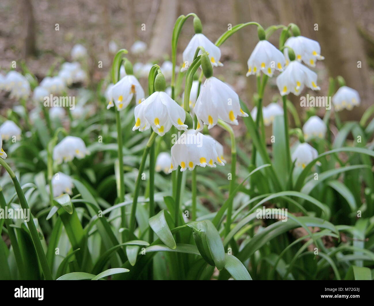 Snowdrop shrub flowers hi-res stock photography and images - Alamy