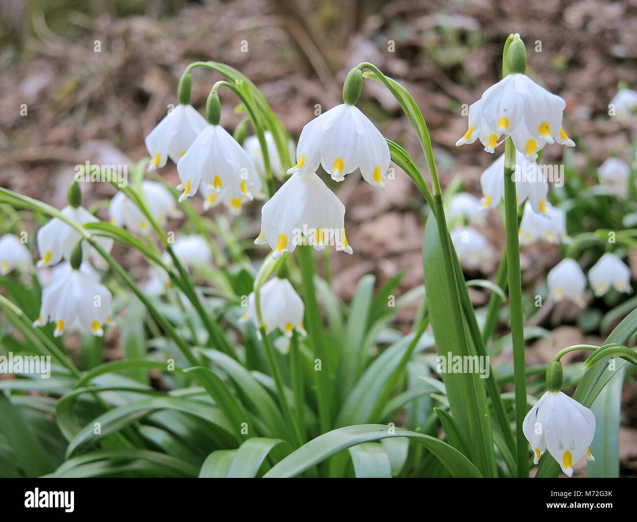 Snowdrop 11 hi-res stock photography and images - Alamy