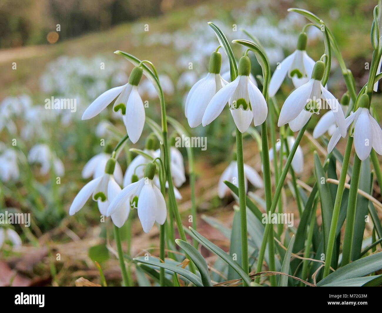Snowdrop 11 hi-res stock photography and images - Alamy