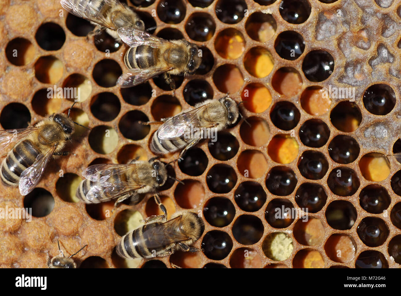 Pollen storage hi-res stock photography and images - Alamy