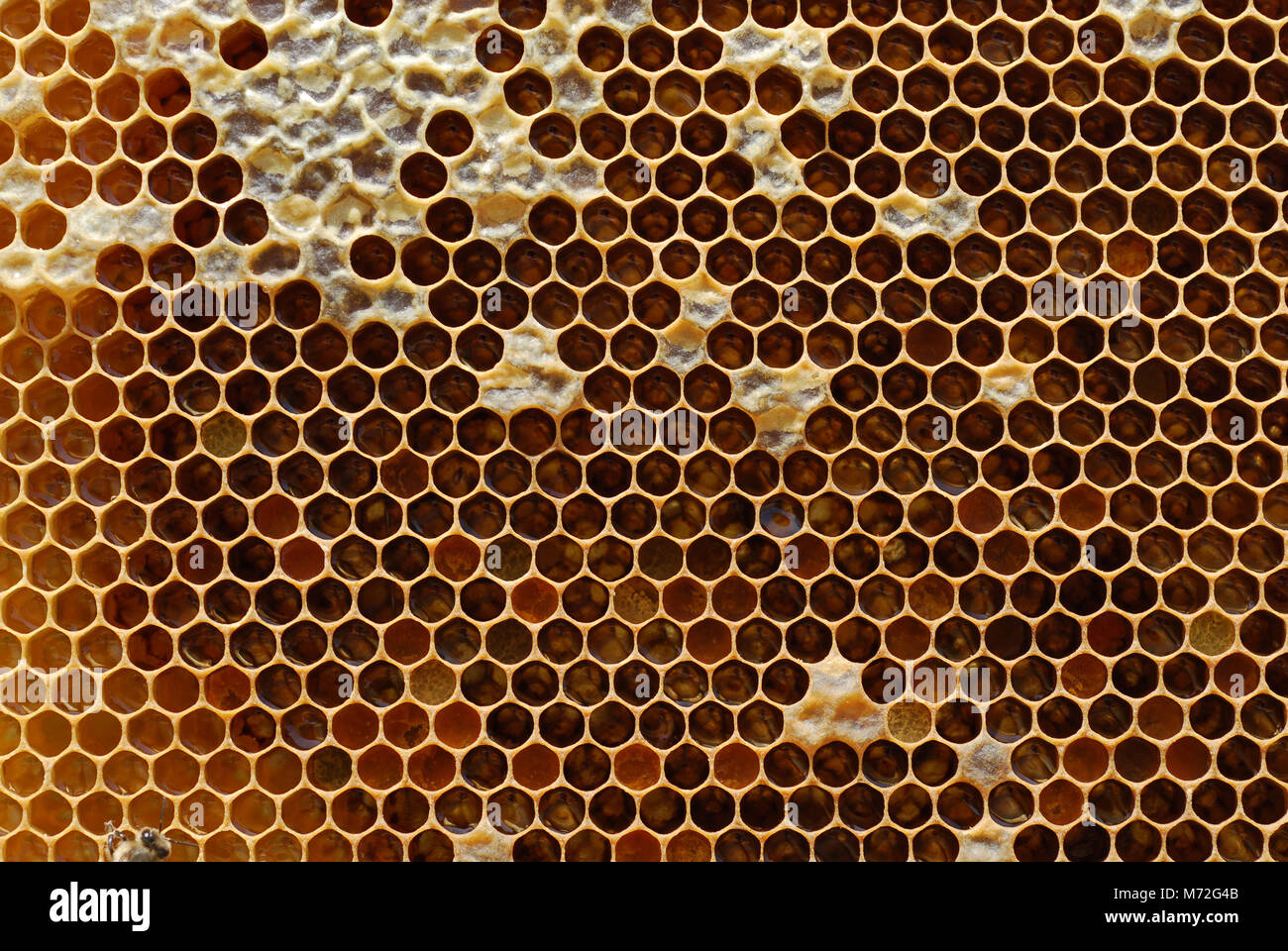 Pollen storage hi-res stock photography and images - Alamy