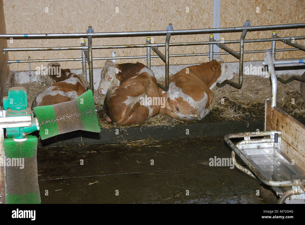 Suckler cow house 3 Stock Photo - Alamy