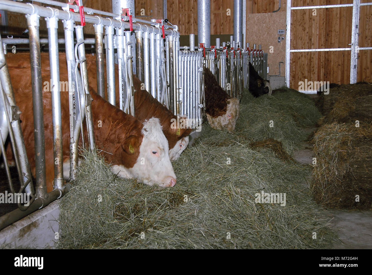 Cow cubicle house hi-res stock photography and images - Alamy