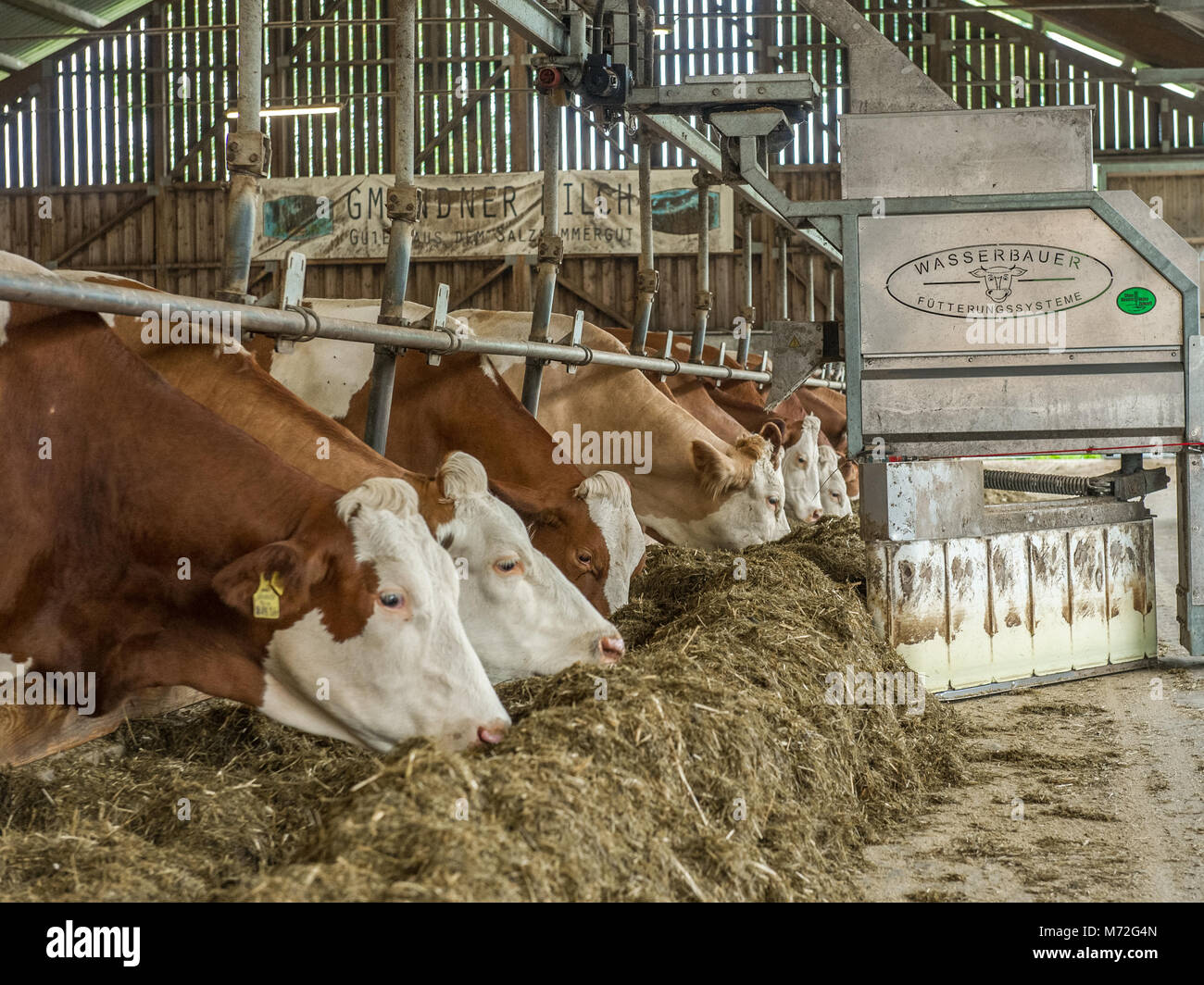 Sulzberger Kühe 01 Stock Photo - Alamy