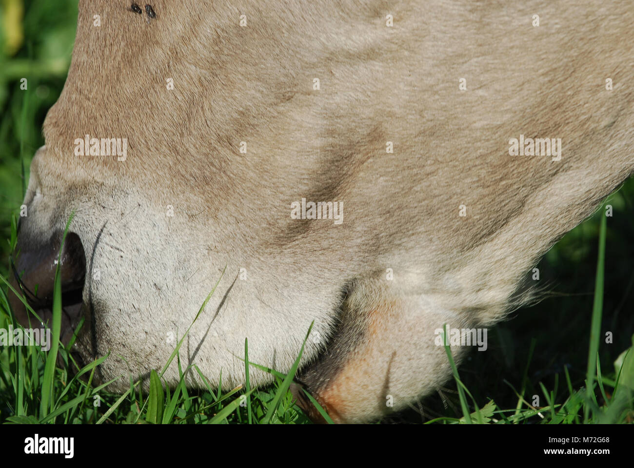 Swiss brown pasture 10 Stock Photo - Alamy