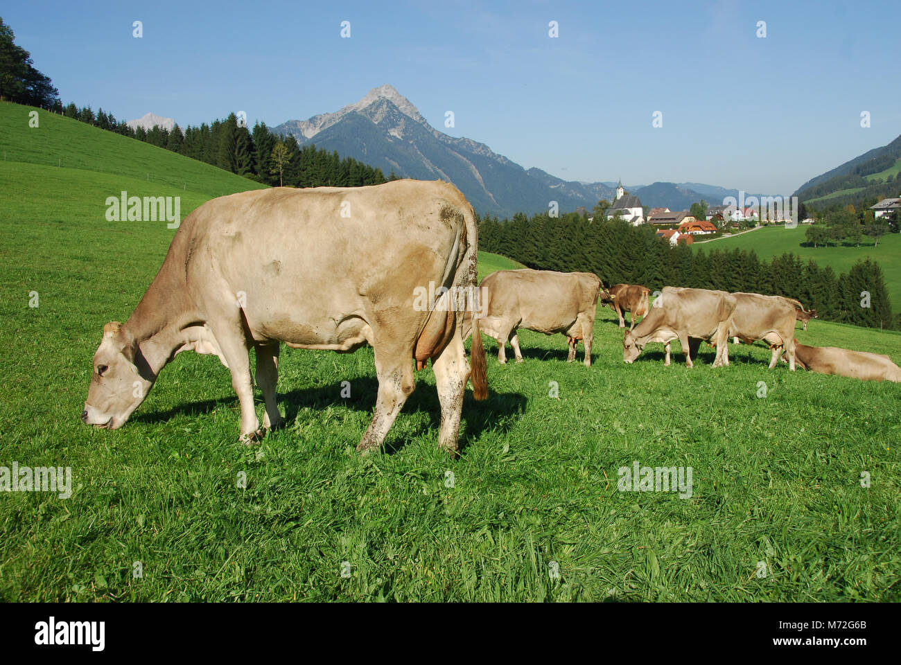Swiss brown pasture 17 Stock Photo - Alamy