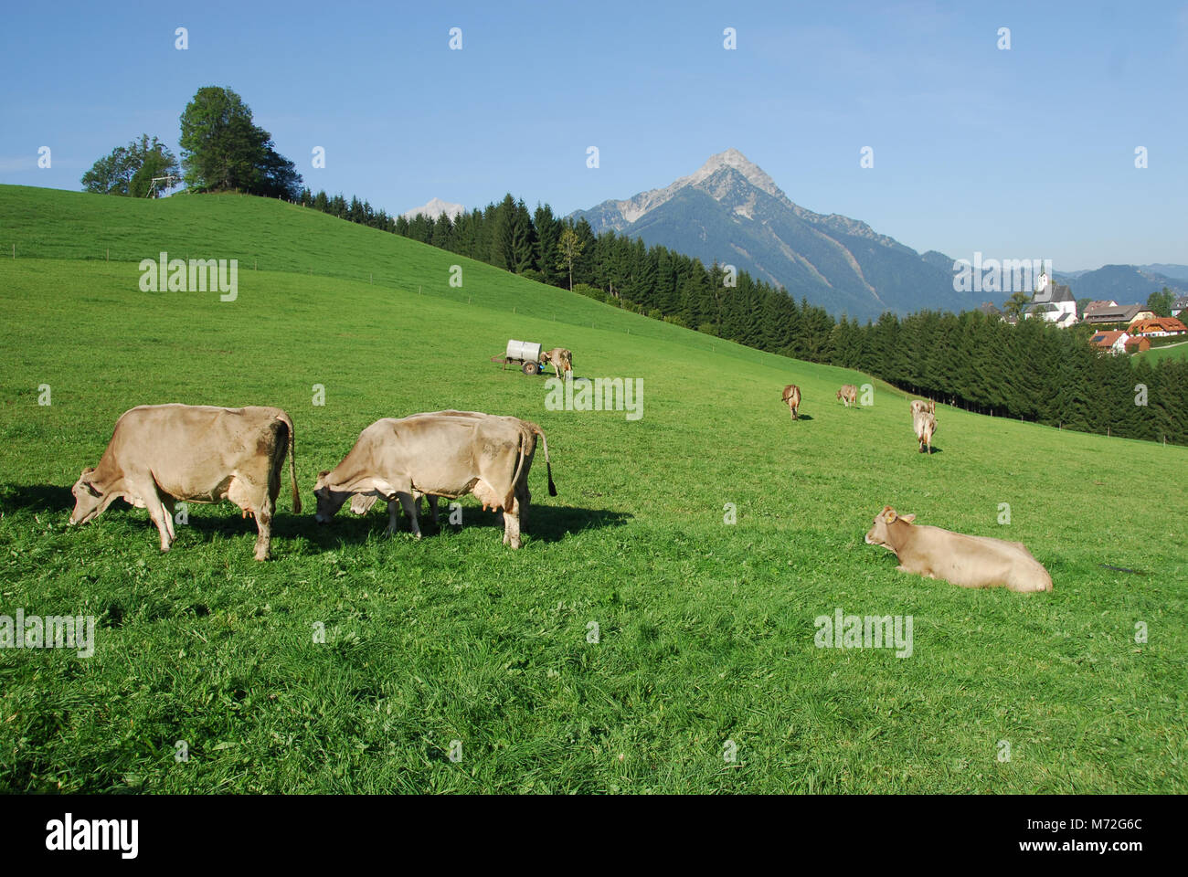 Swiss brown pasture 18 Stock Photo - Alamy