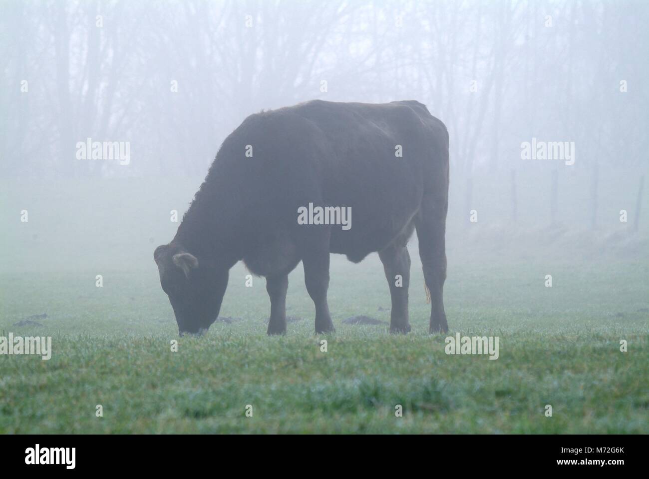 Swiss brown pasture 21 Stock Photo - Alamy
