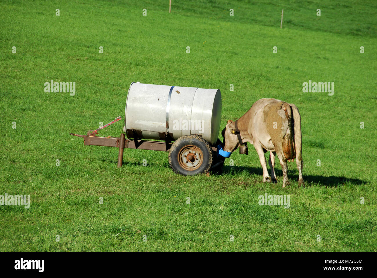 Swiss brown pasture 27 Stock Photo - Alamy