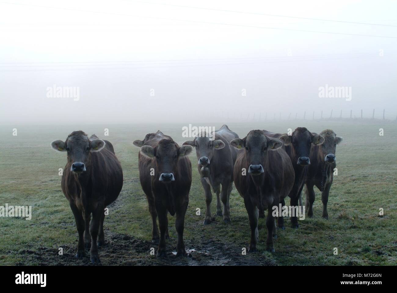 Swiss brown pasture 22 Stock Photo - Alamy