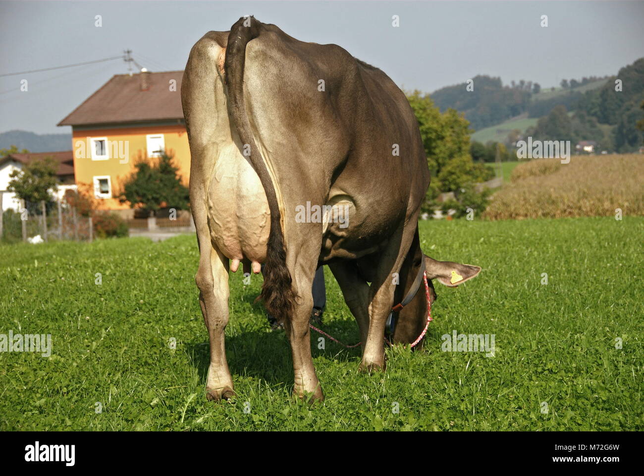 Swiss brown pasture 5 Stock Photo - Alamy