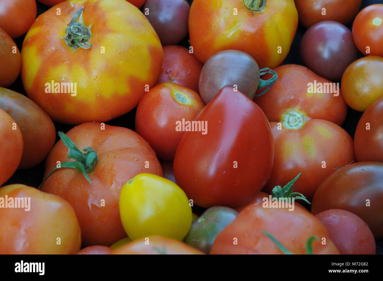 various tomatoes 5 Stock Photo - Alamy