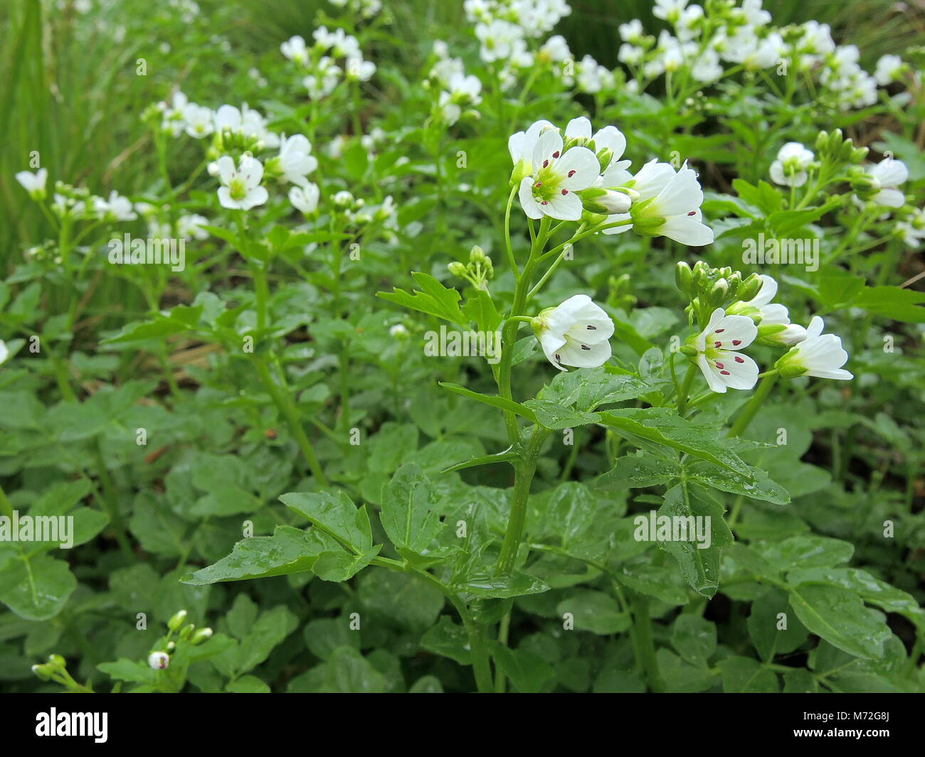 Watercress creek hi-res stock photography and images - Alamy