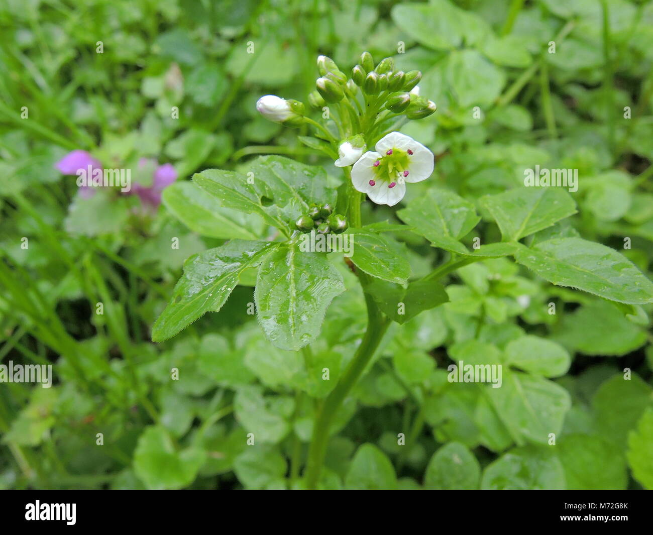 Watercress creek hi-res stock photography and images - Alamy