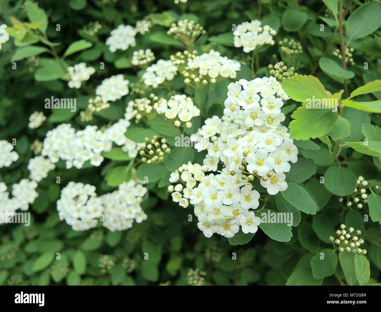 white bush 3 Stock Photo - Alamy