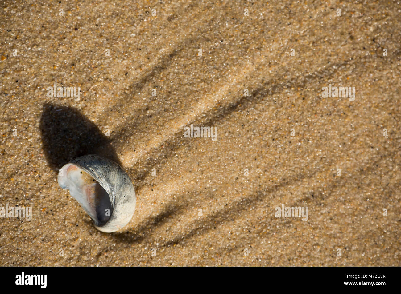 Slipper shell hi-res stock photography and images - Alamy