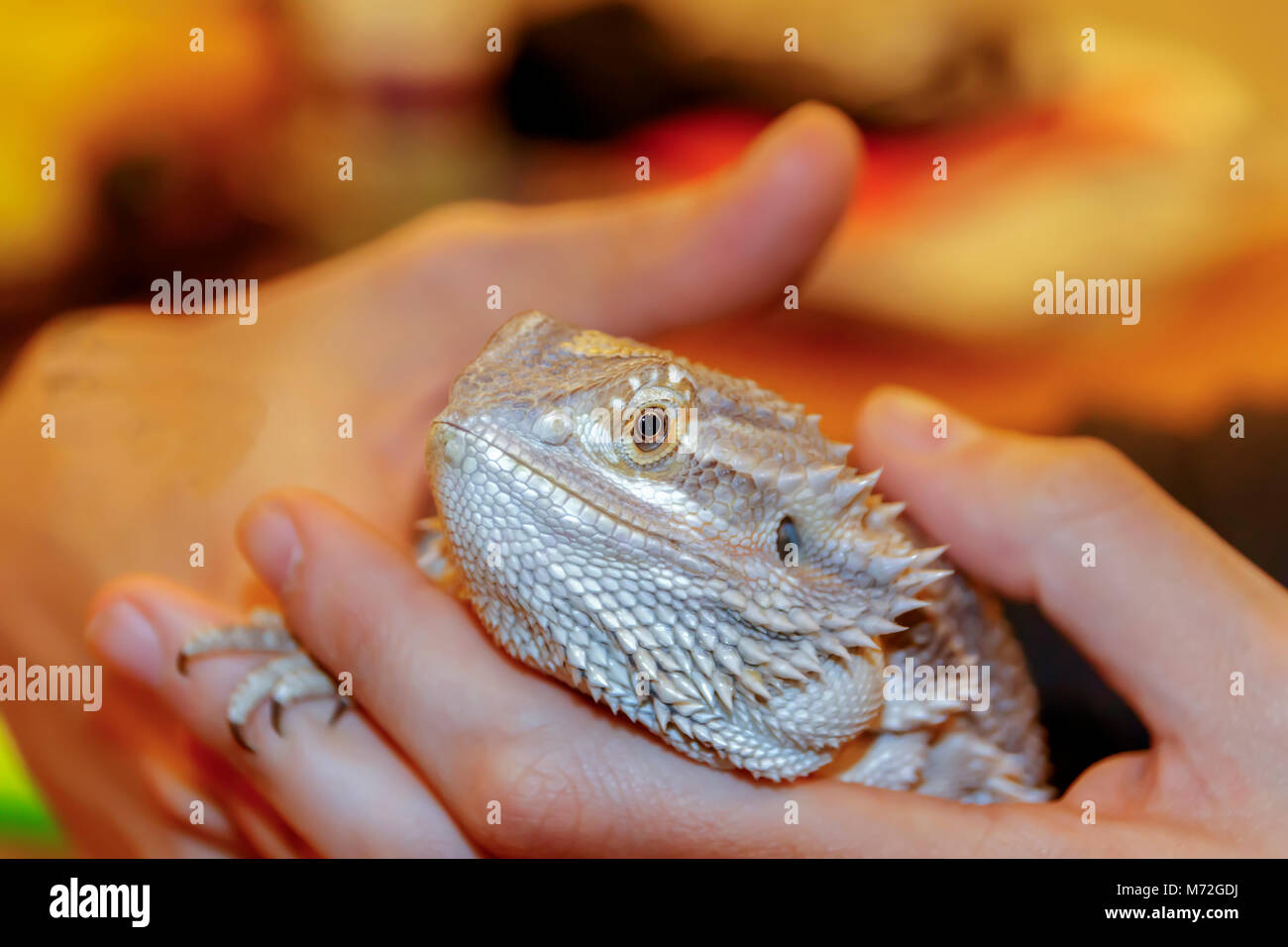 Bearded Dragon Lizard holded in hands Stock Photo - Alamy