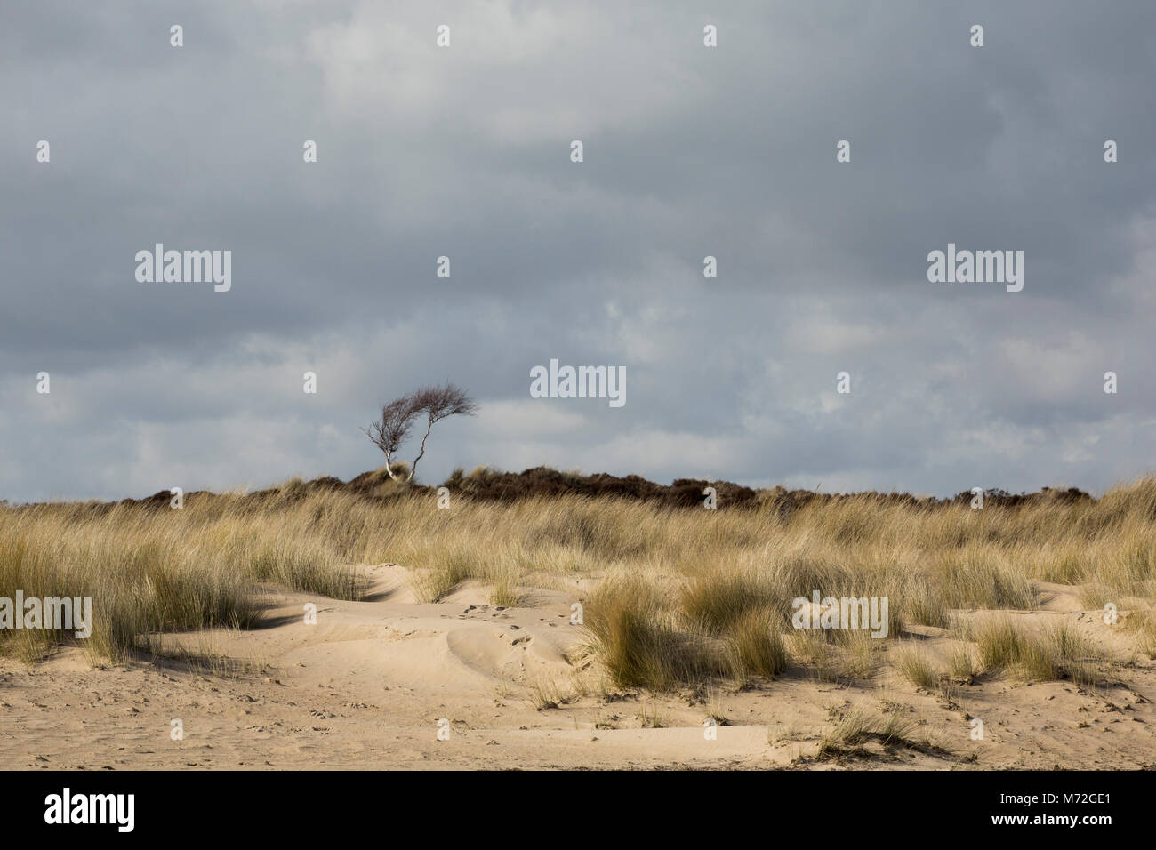 Sand dunes and grass behind Studland beach, Dorset UK Stock Photo - Alamy