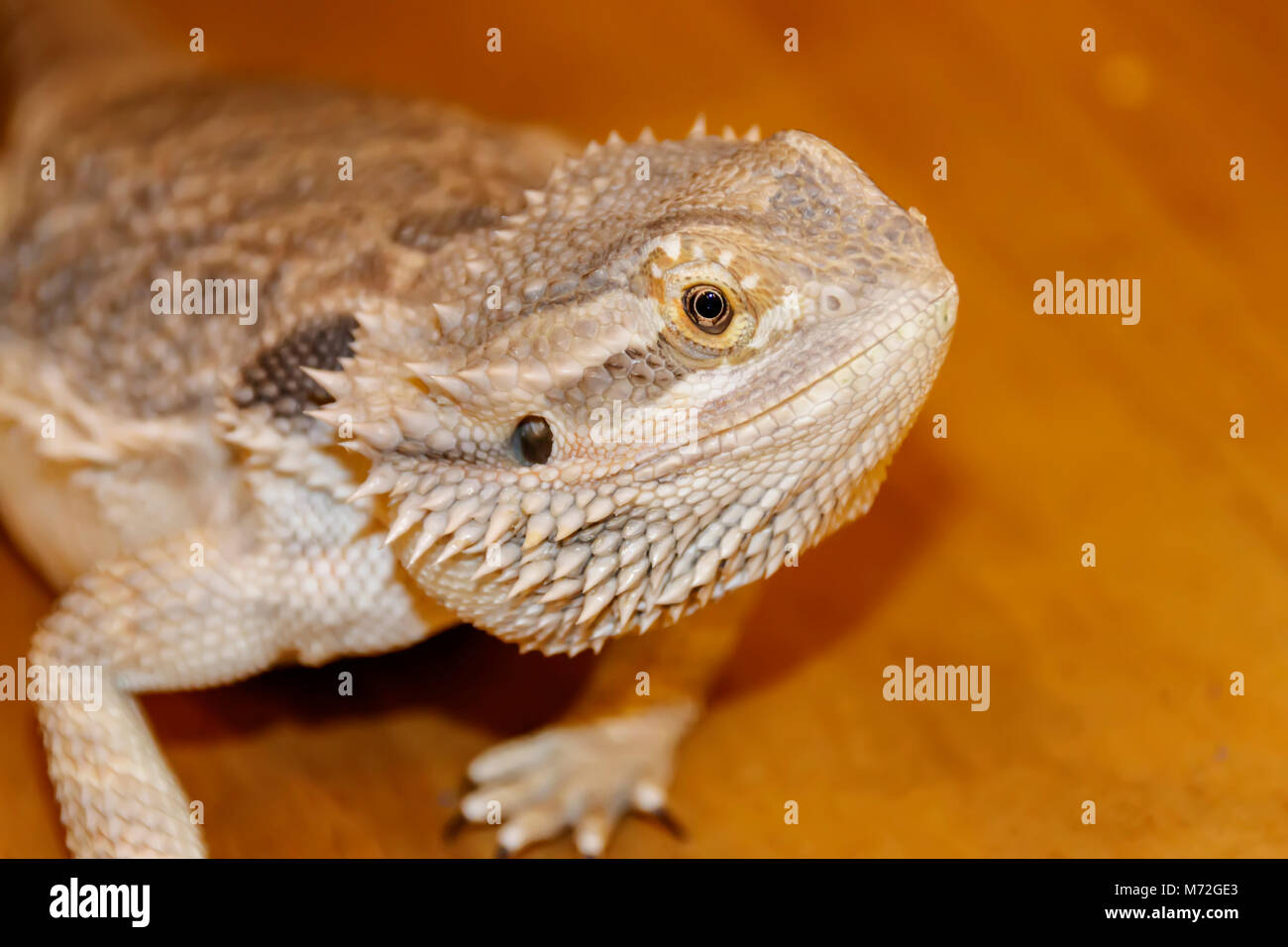 Dragon lizard hi-res stock photography and images - Alamy