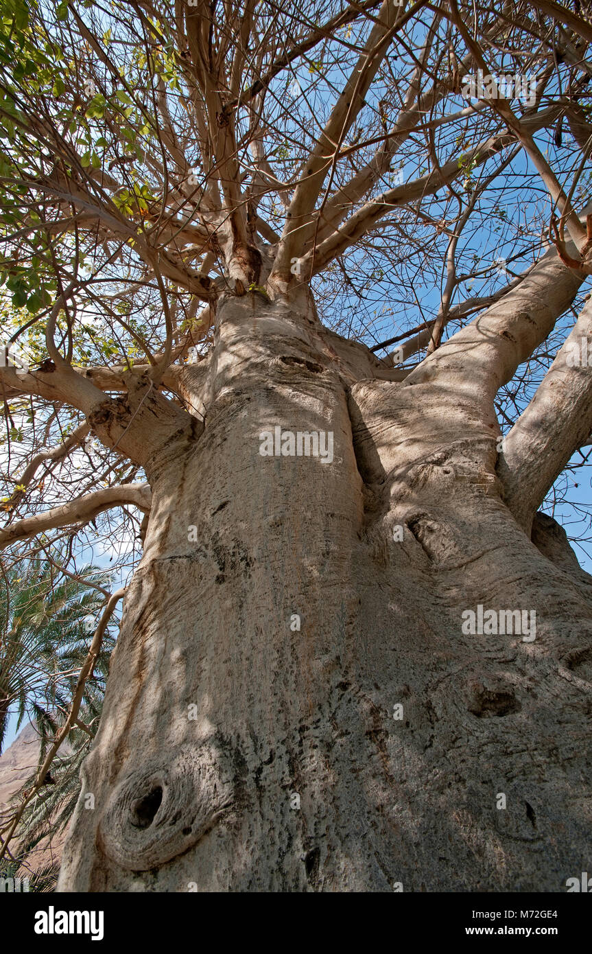 Baobab tree fruit hi-res stock photography and images - Alamy