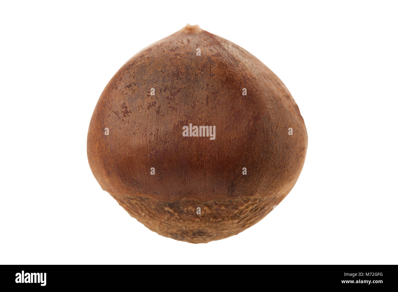 chestnut isolated on white background with clipping path Stock Photo ...