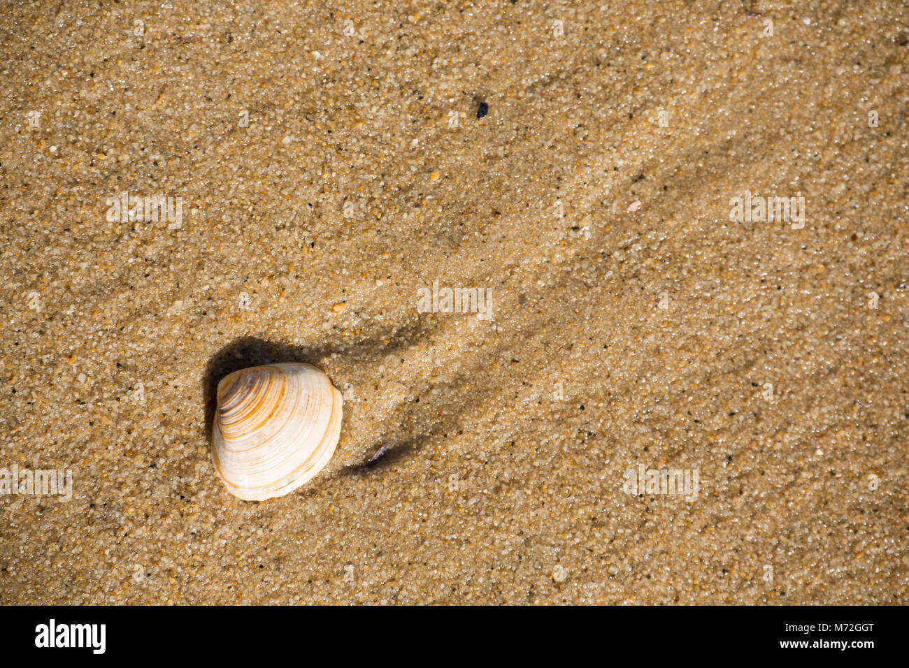 Shell on sand, Studland beach Dorset UK Stock Photo - Alamy