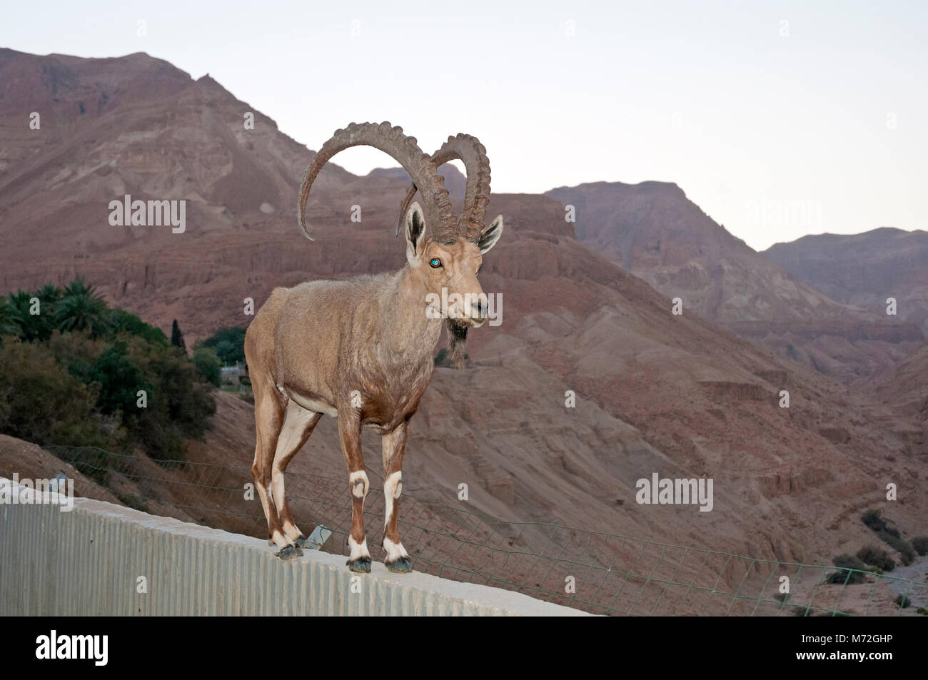 Israeli wildlife hi-res stock photography and images - Alamy