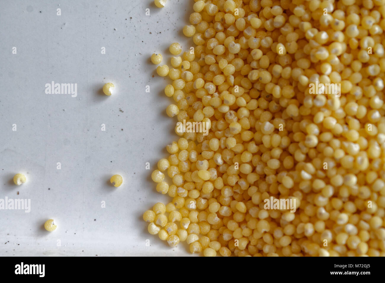 Yellow grain millet as texture or background The concept of proper ...
