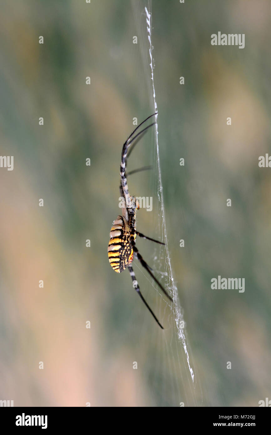 Web side hi-res stock photography and images - Alamy