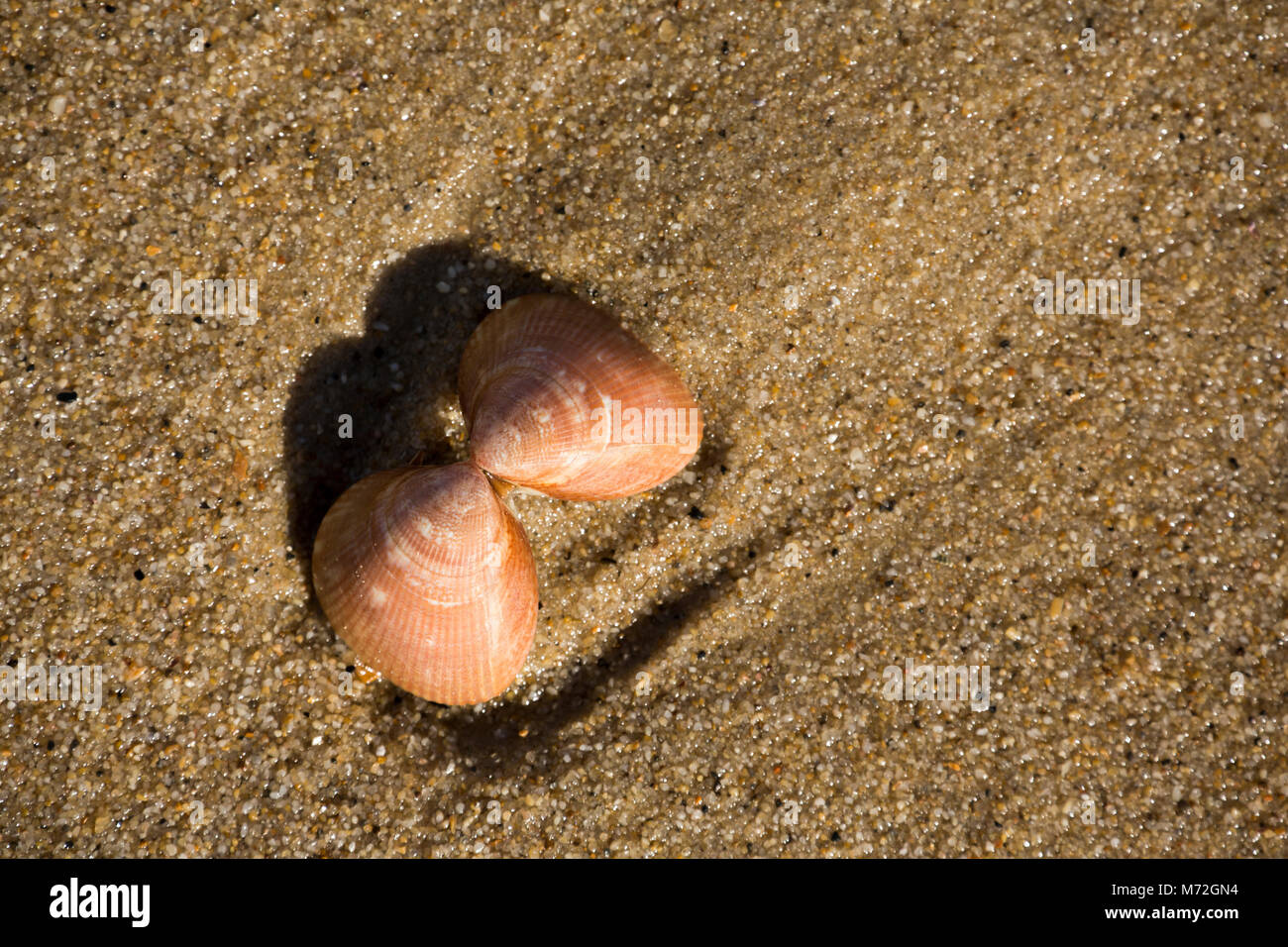 Studland beach dorset hi-res stock photography and images - Alamy