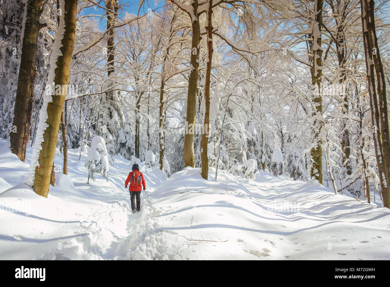 Hiker walking in the forest on the hill covered with fresh deep snow ...