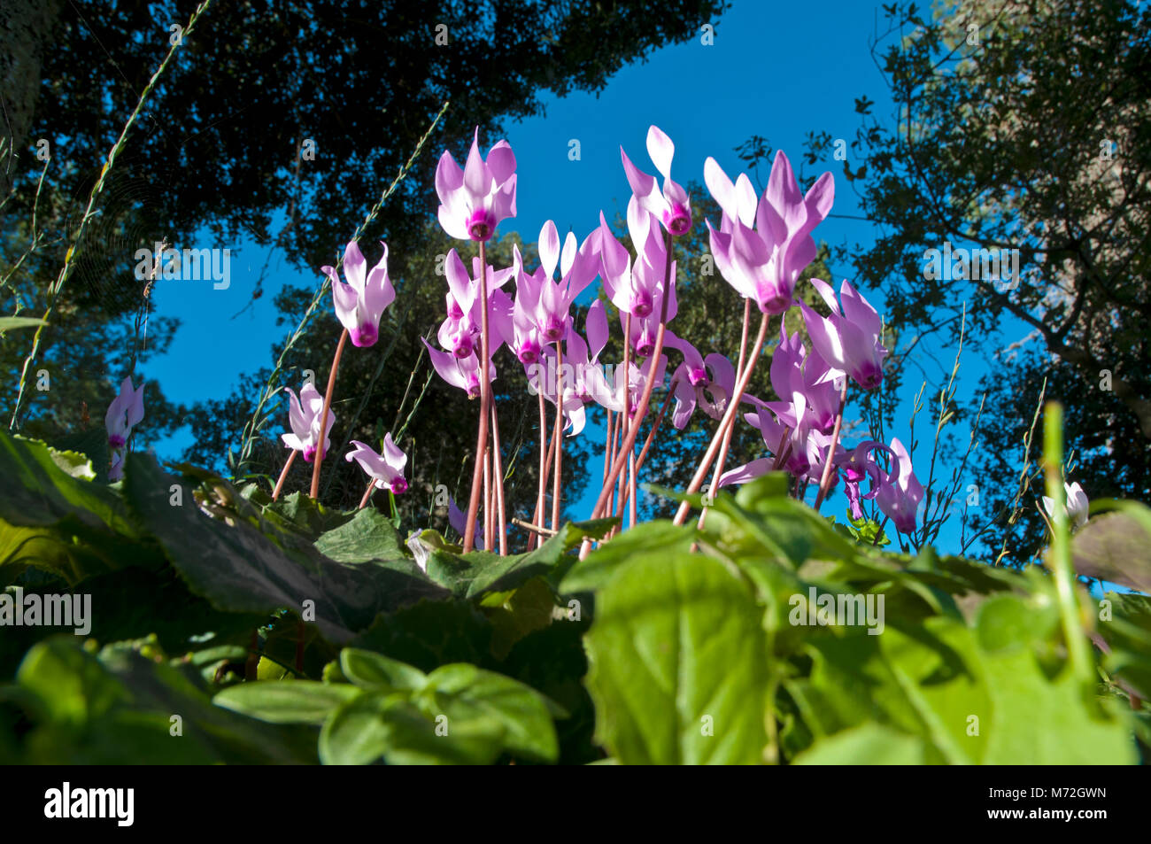 Wild cyclamen flowers Stock Photo - Alamy
