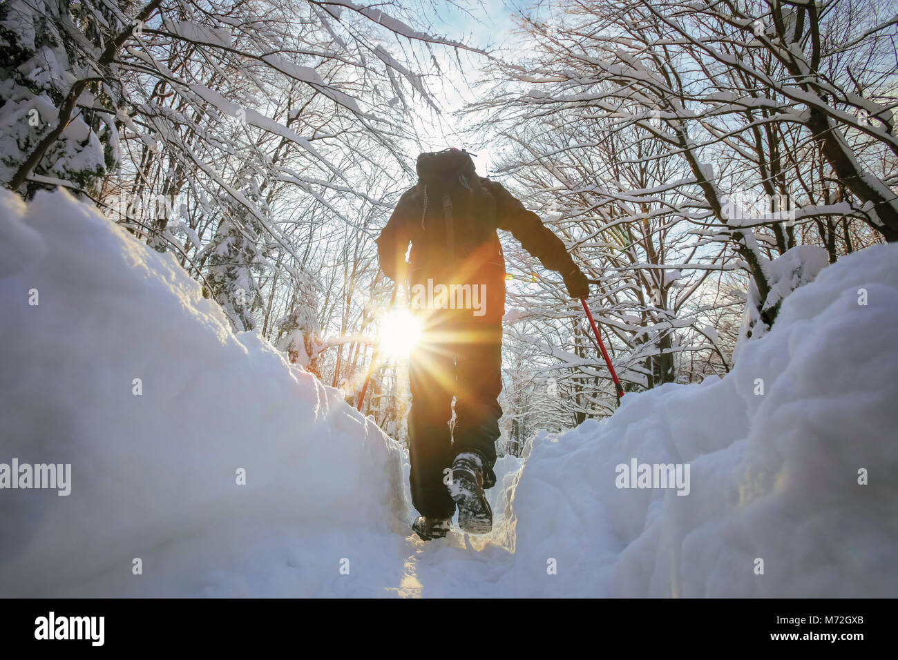 Tree tunnel and snow and sun hi-res stock photography and images - Alamy