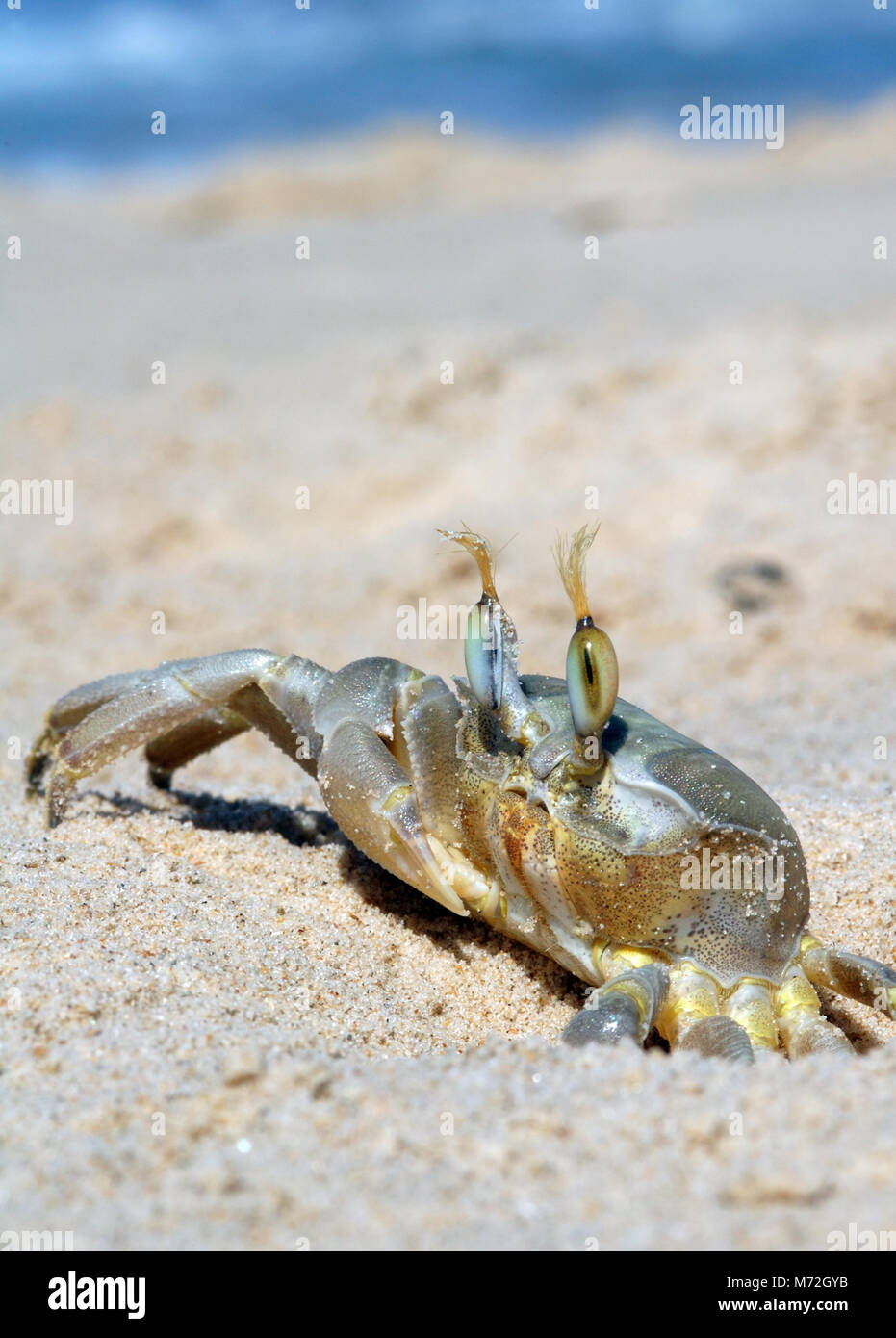 tufted ghost crab, Ocypode cursor Stock Photo - Alamy