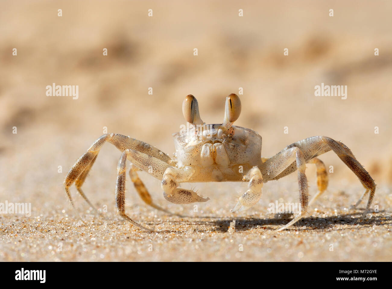 Ocypode cursor hi-res stock photography and images - Alamy