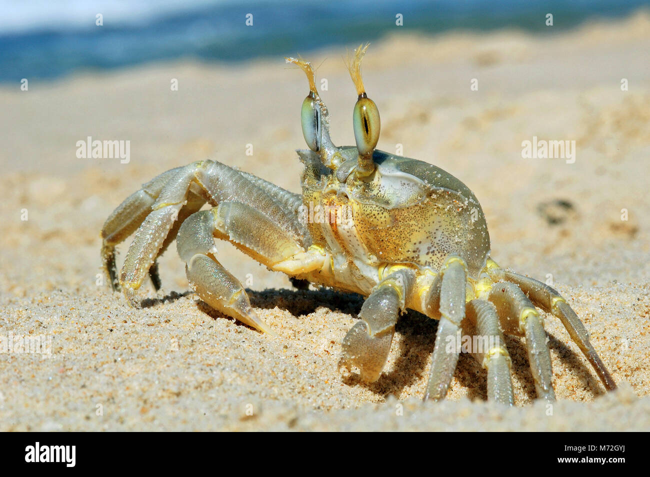tufted ghost crab, Ocypode cursor Stock Photo - Alamy