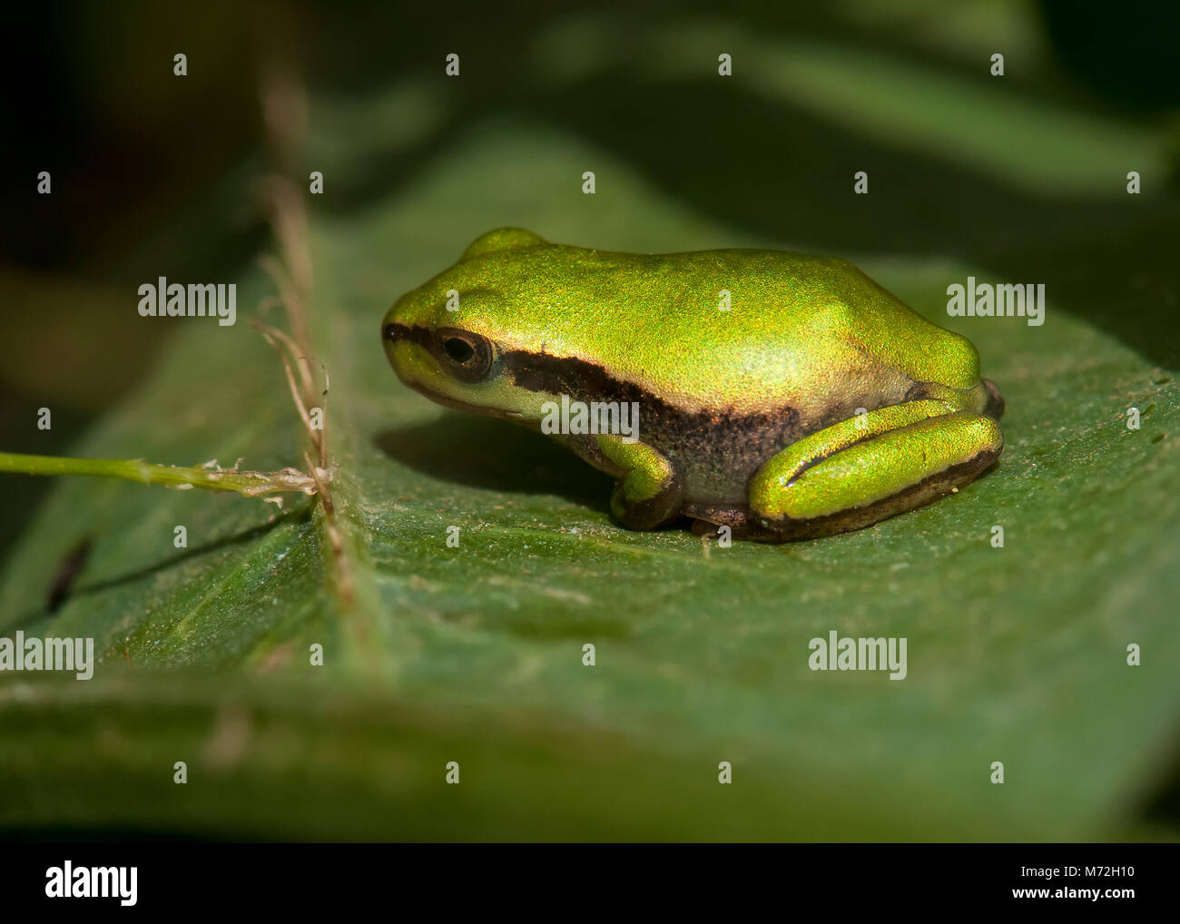 Middle East tree frog (Hyla savignyi Stock Photo - Alamy