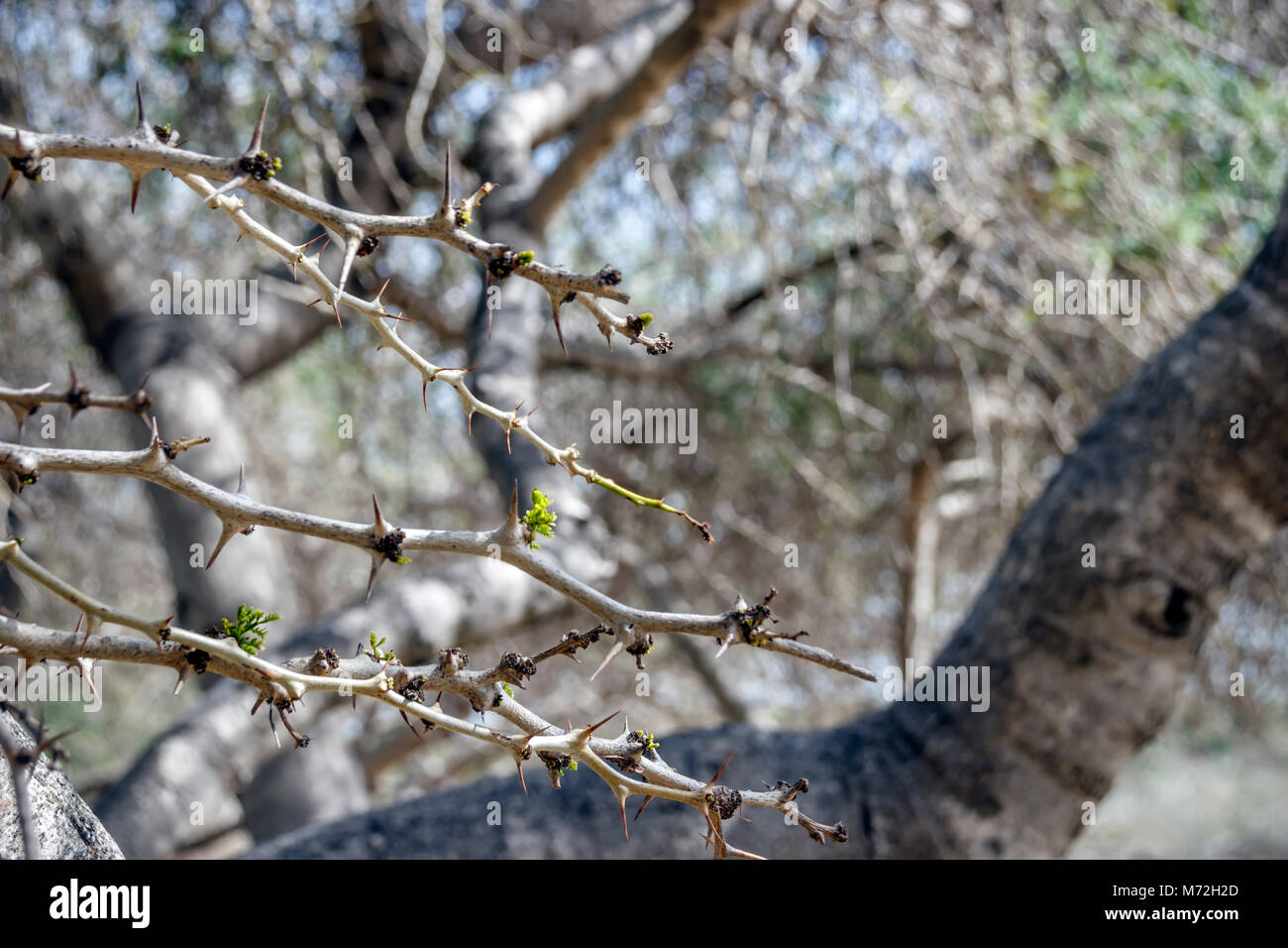 Swollen buds hi-res stock photography and images - Alamy