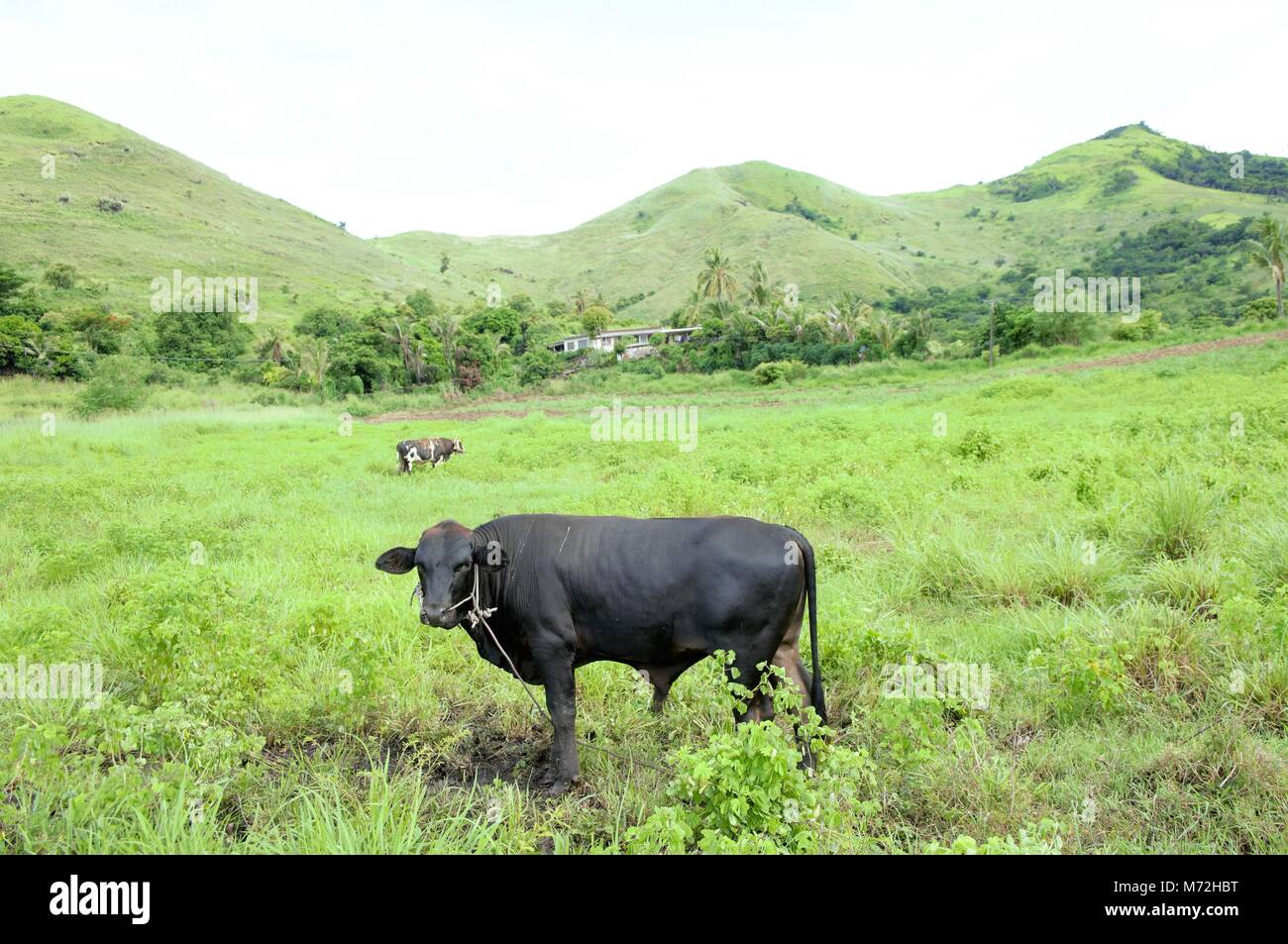 Tendered hi-res stock photography and images - Alamy