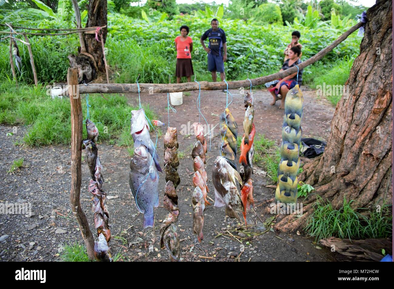 Fish are sold by the roadside in coastal communities in Fiji. It is ...