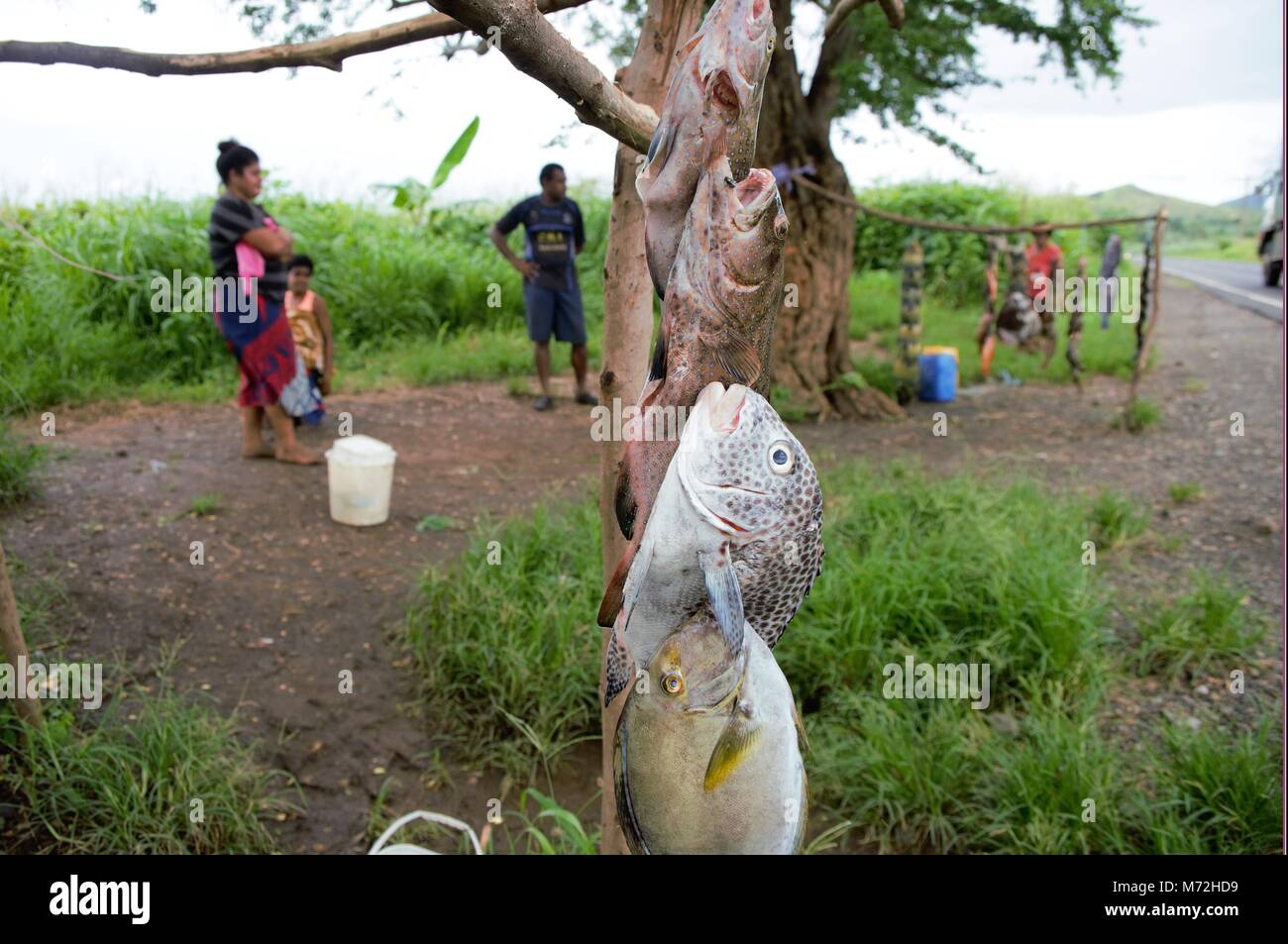 Fish are sold by the roadside in coastal communities in Fiji. It is ...