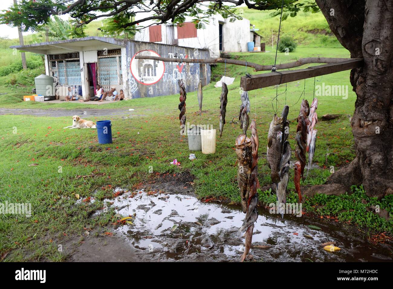 Fish are sold by the roadside in coastal communities in Fiji. It is ...