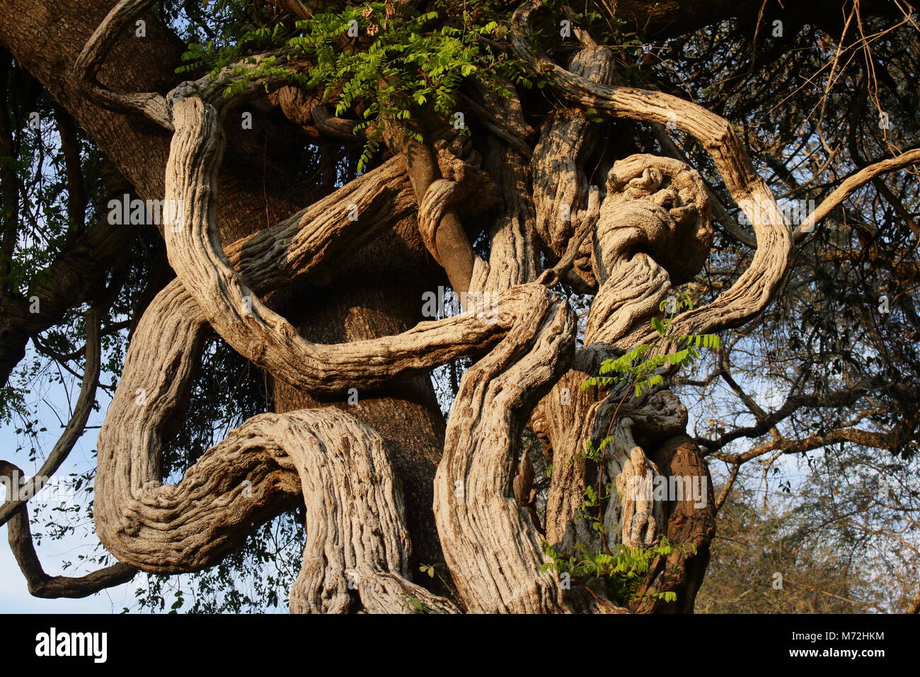 Grumpy face hi-res stock photography and images - Alamy