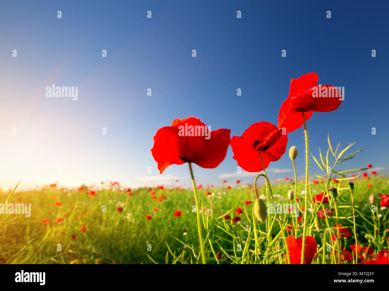 Beautiful poppy flowers hi-res stock photography and images - Alamy